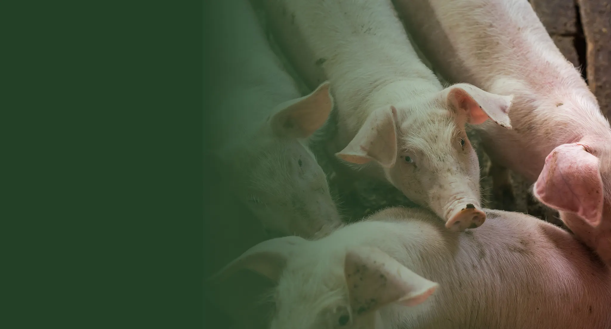 Pig Nutrition | Boost Live Weight Gains for Increased Pig Herd ...