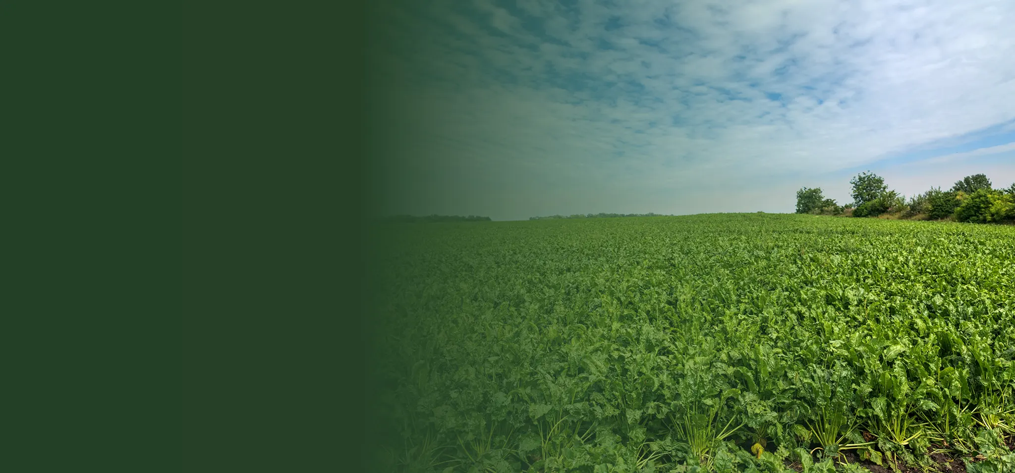 Homegrown Forage Performance | Maximise the feed efficiency of your ...