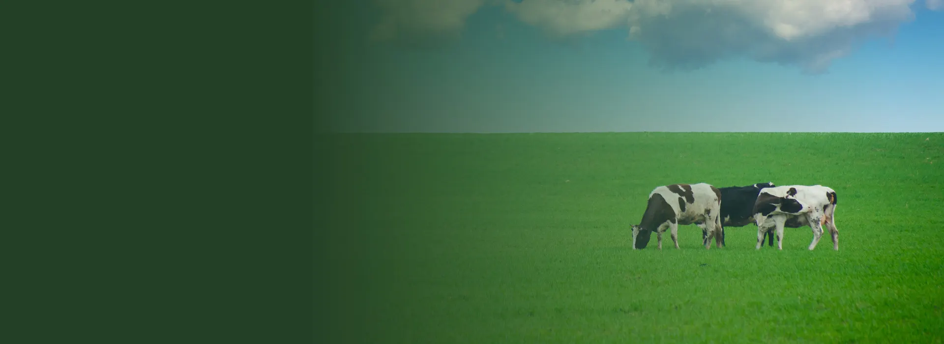 Grass Seed Mixtures for Irish Farms | Grass Seed Advice From Specialist ...